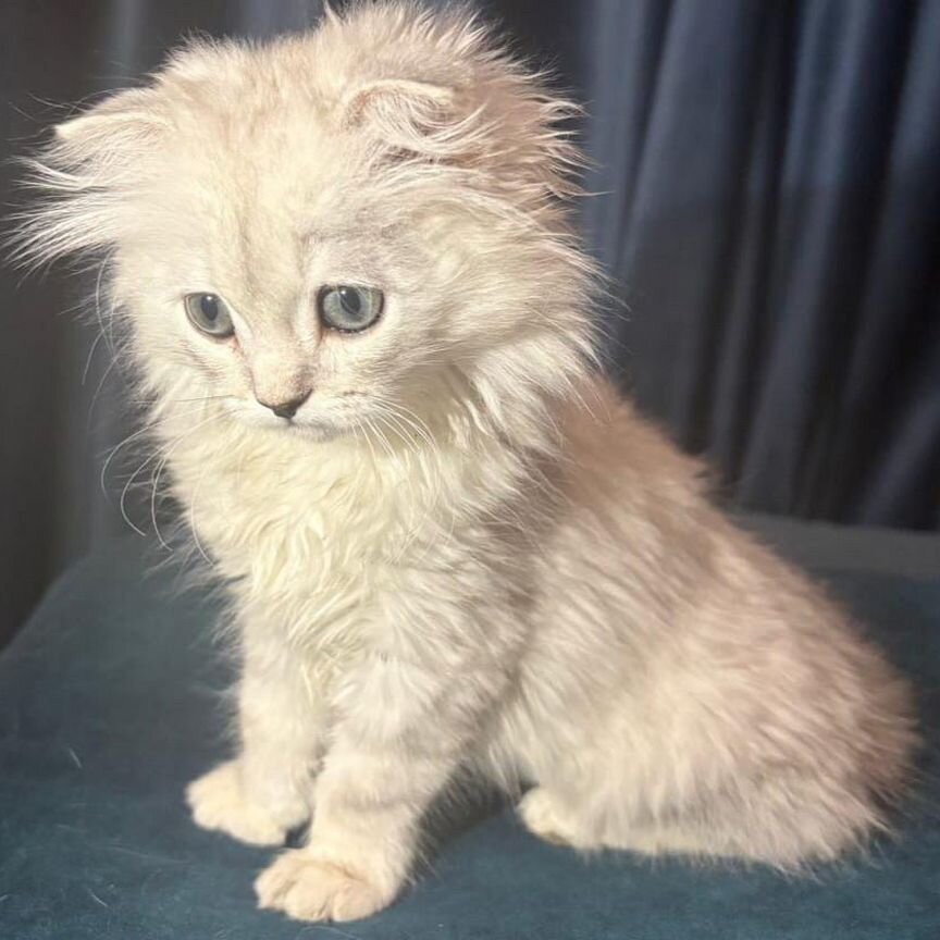 Котенок шотландская вислоухая