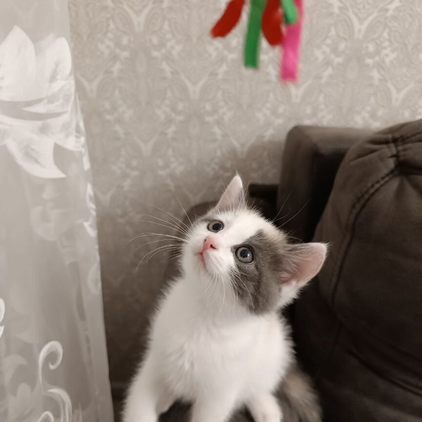 Кошечка 1.5 месяца