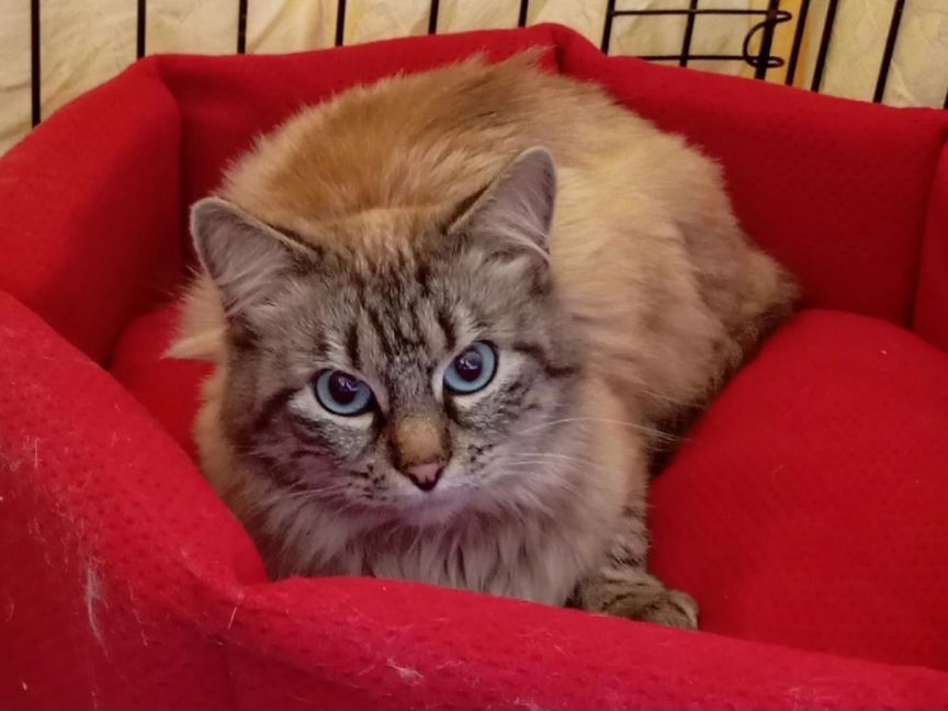 Себастьян в добрые руки