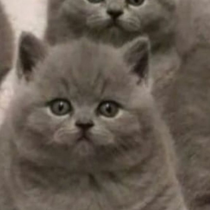 Британские котята