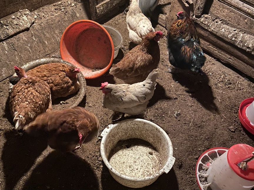 Курочки,Цисарки,Петька