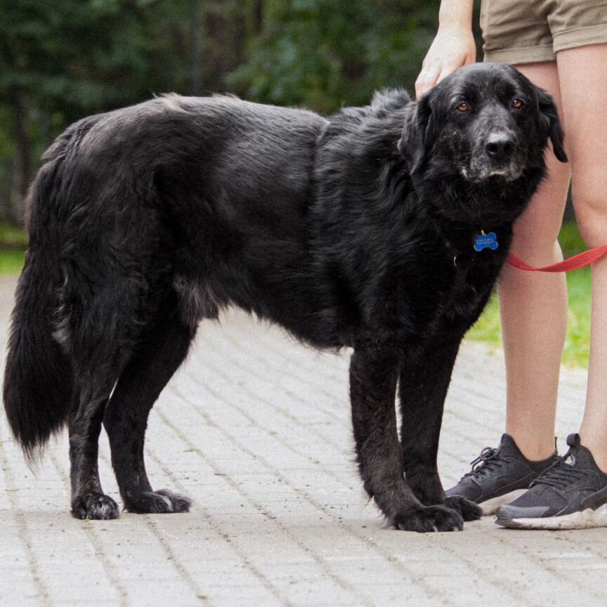 Взрослый пёс в добрые руки