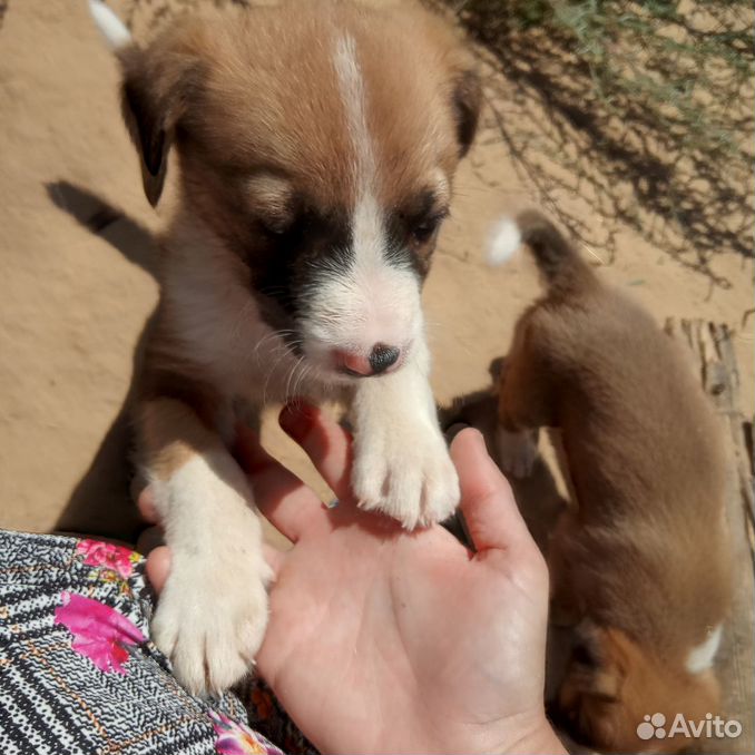Возьмите щенков в добрые руки