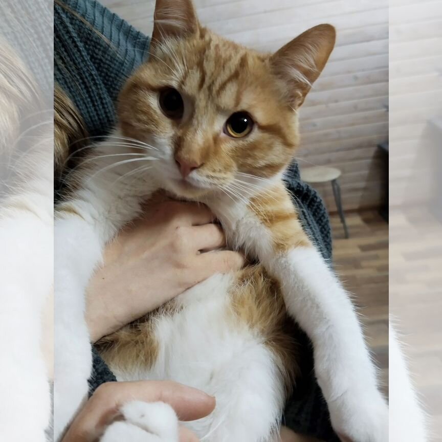 Кот Василий