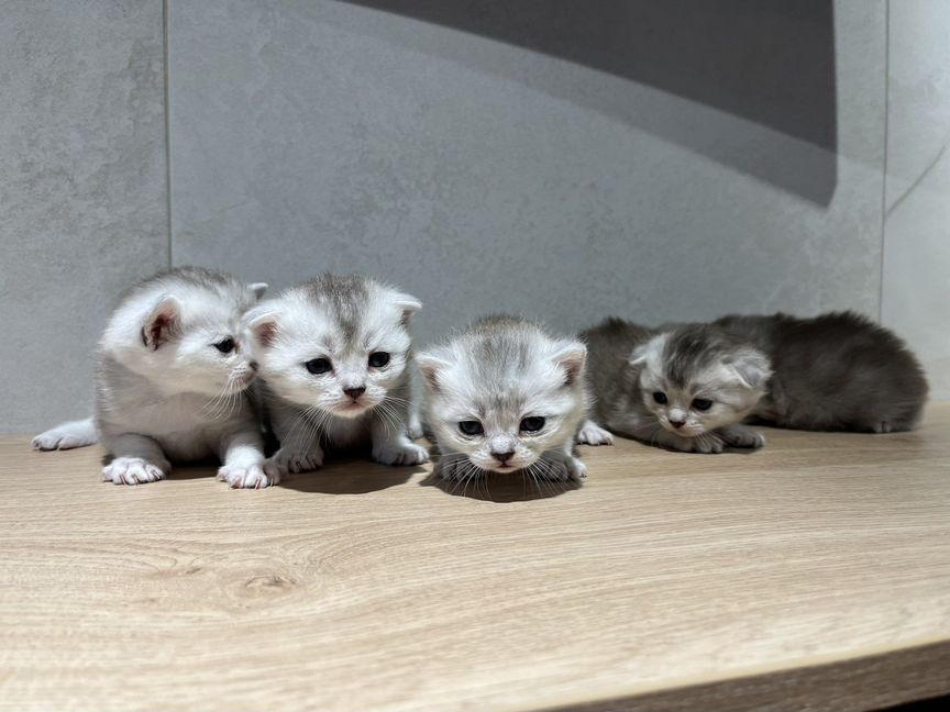 Шотландские котята