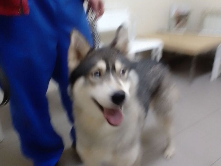Хаски в дар