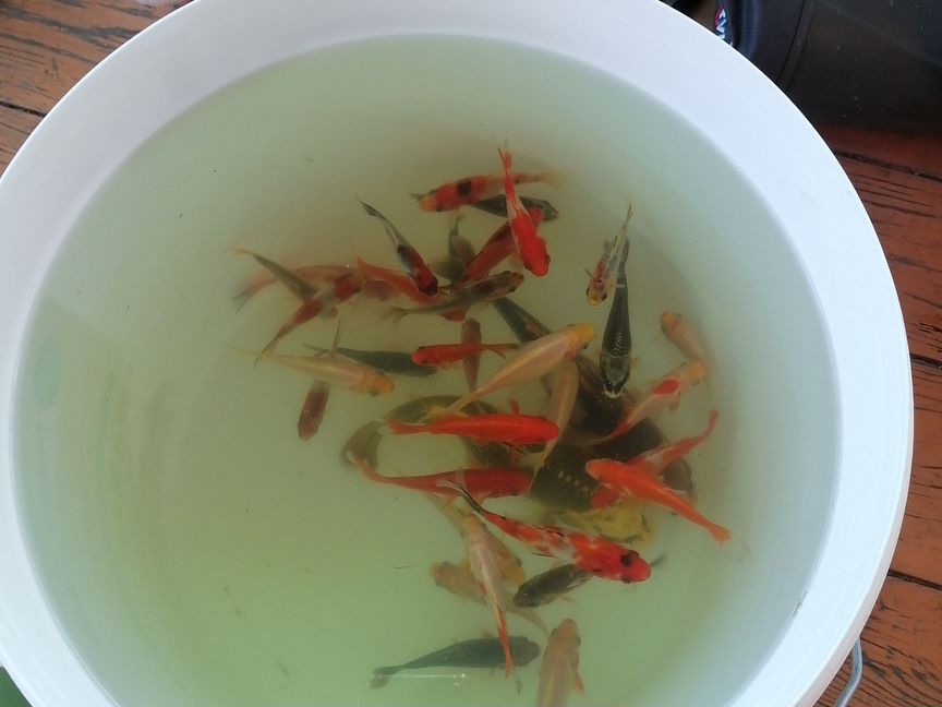 Золотая рыбка для пруда