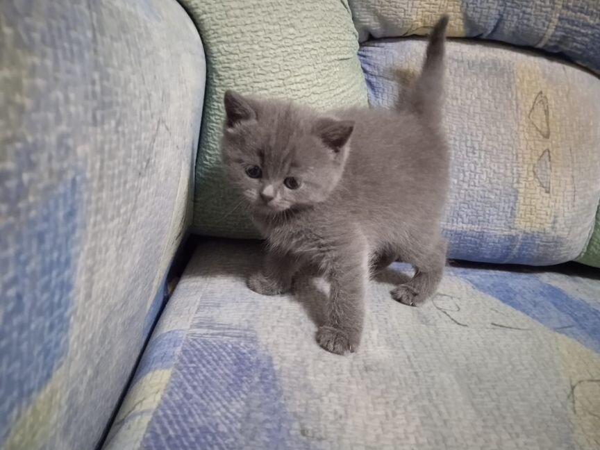 Британский котенок
