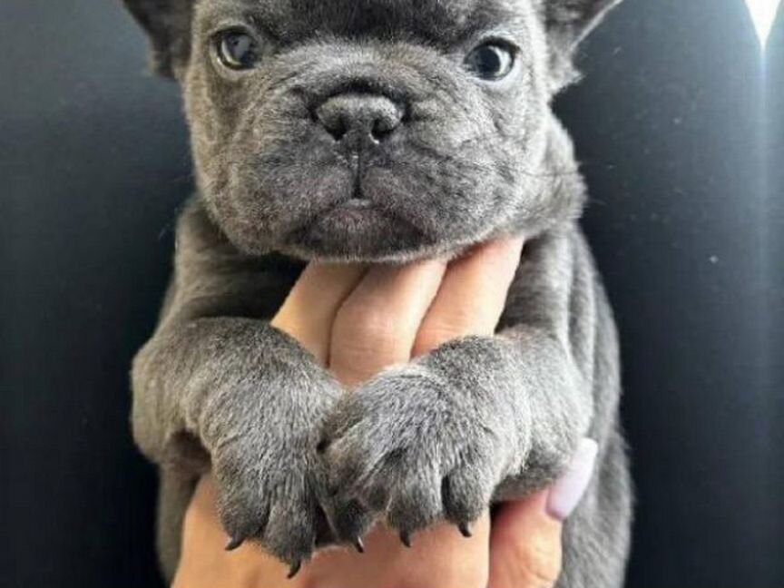 Щенки Французкий бульдог