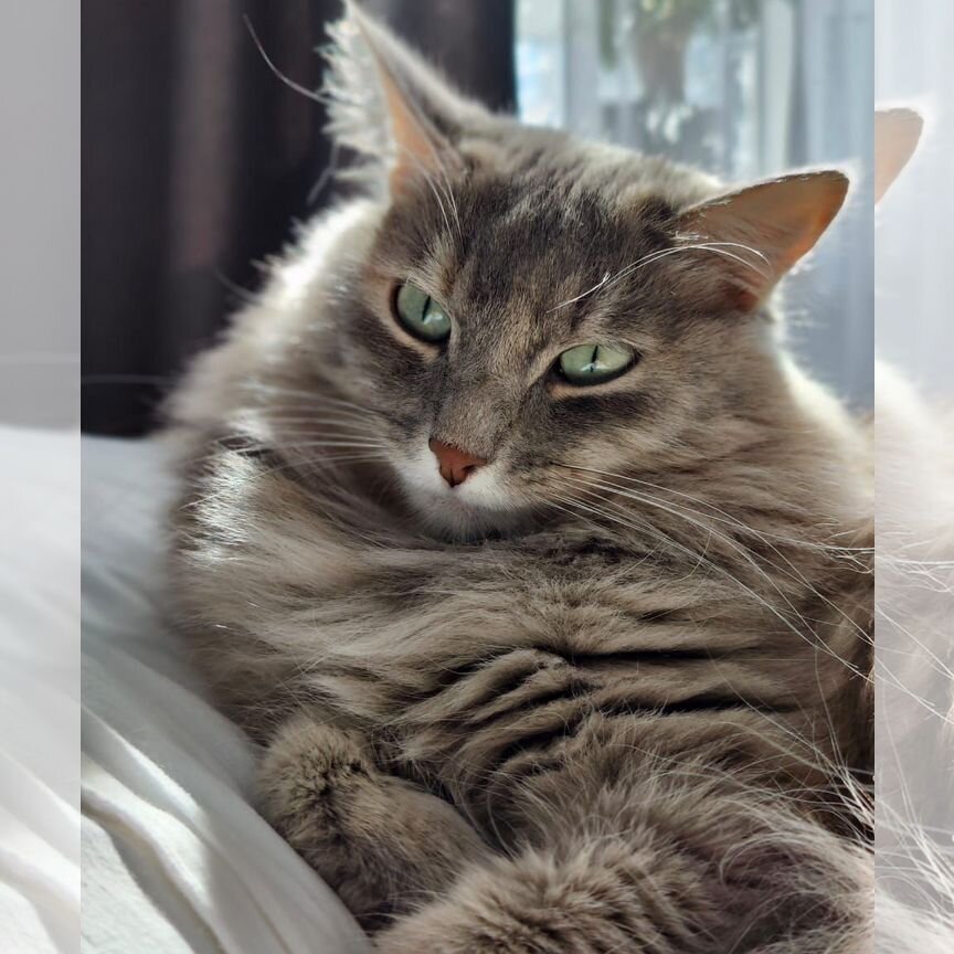 Норвежская Лесная кошка