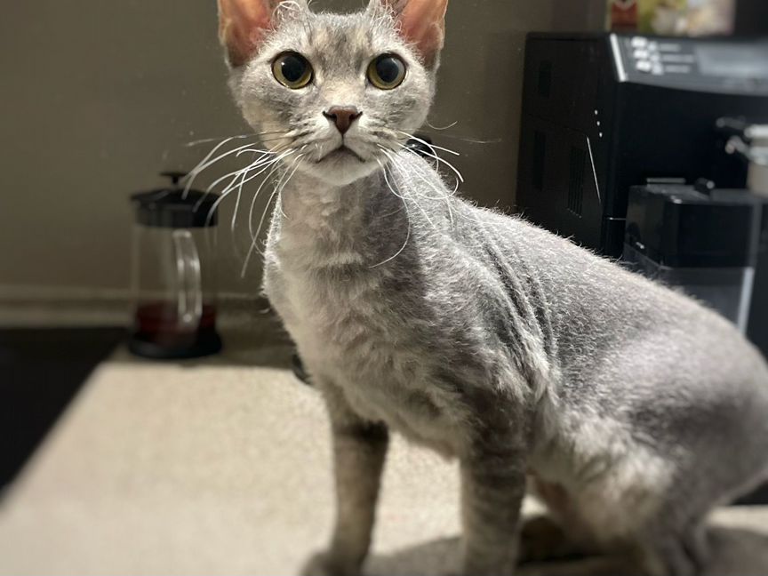 Донской сфинкс браш вязка