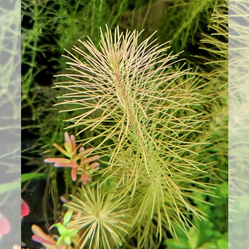 Ротала валлиха вьетнам (аквариумное растение)