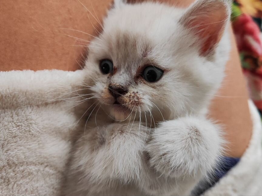 Шотландский котенок