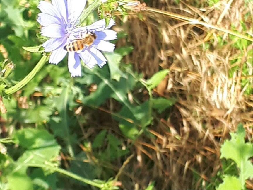 Зерно пшеница ячмень горох