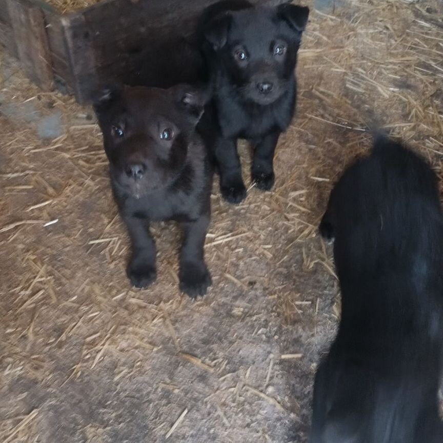 Щенок в добрые руки