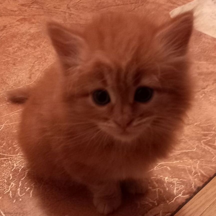 Котик