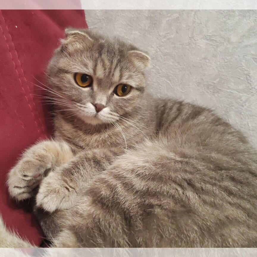 Шотландская вислоухая кошка вязка