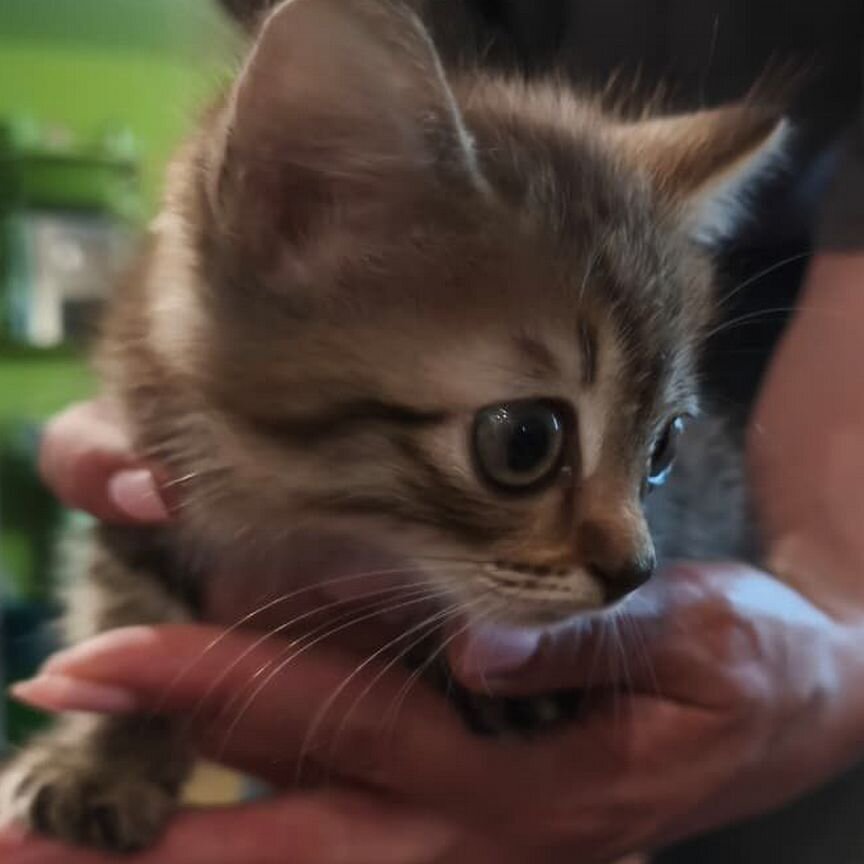 Отдам котенка в добрые руки