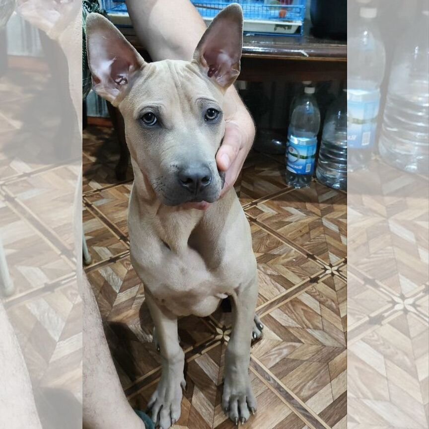 В добрые руки