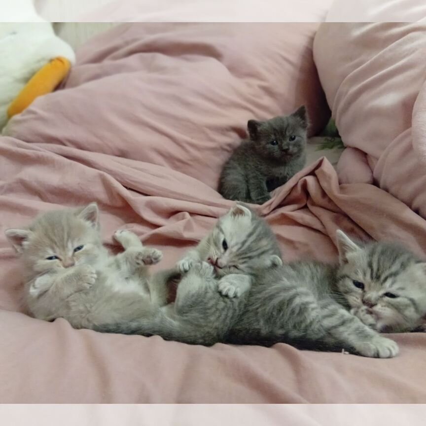 Шотландский вислоухий короткошёрстный котёнок