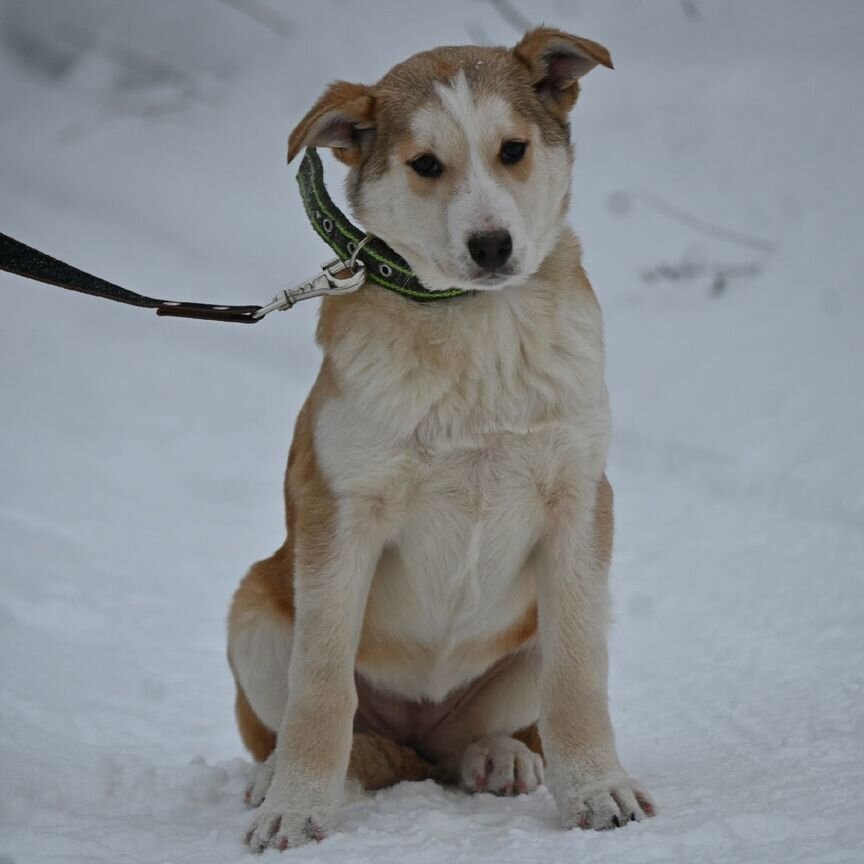 Щенок в добрые руки