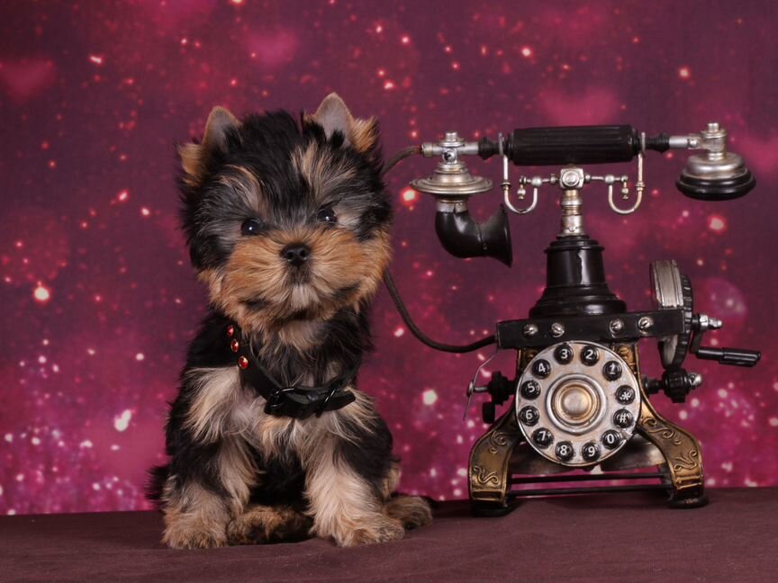 Йоркширский роскошный малыш от Чемпионов РКФ