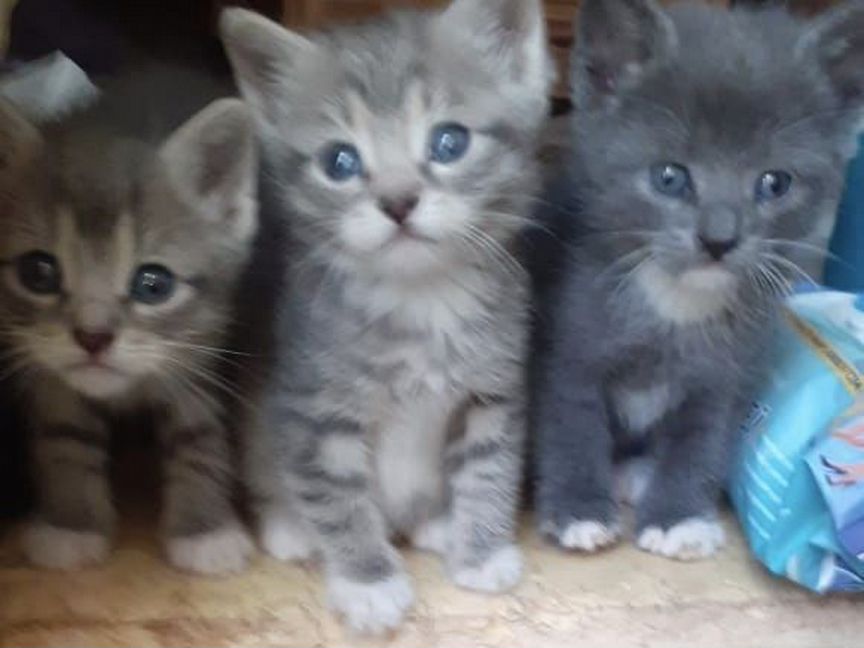 Чудесные котята. Малыши разной окраски