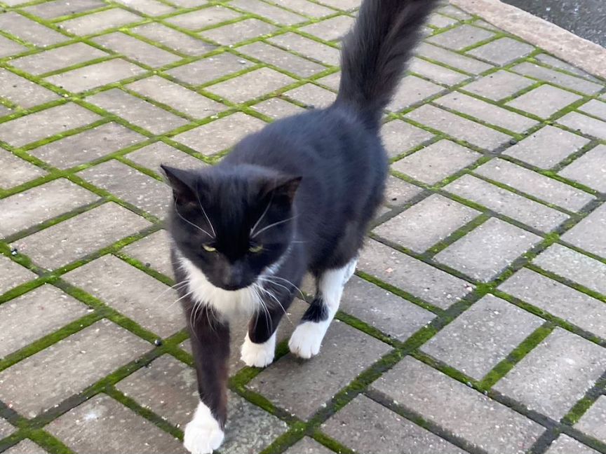 Кошки в добрые руки бесплатно