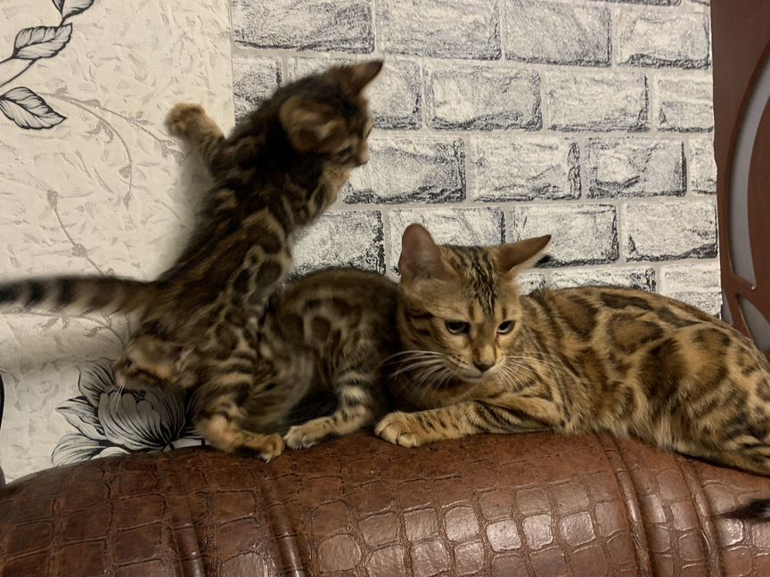 Бенгальские котята