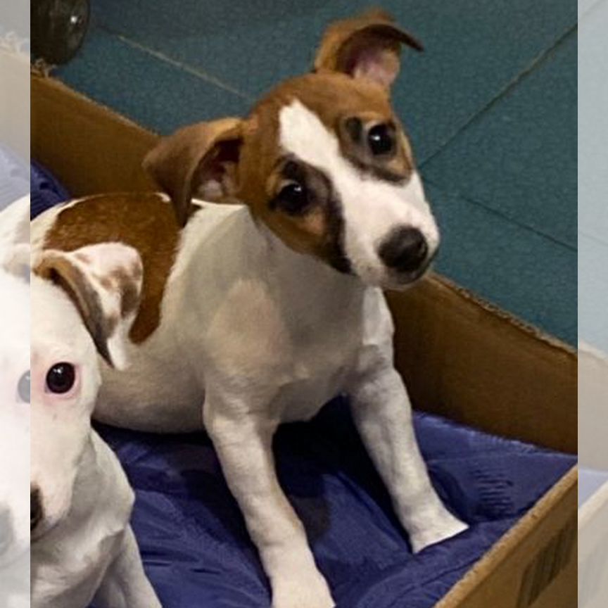 Джек-рассел-терьер, щенок