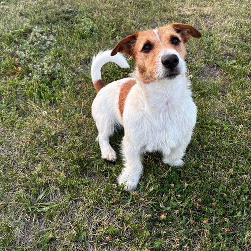 Джек-рассел-терьер, взрослый пёс