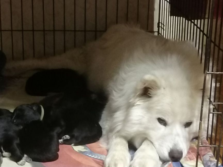 Самоедская лайка и немецкая овчарка щенки длинники