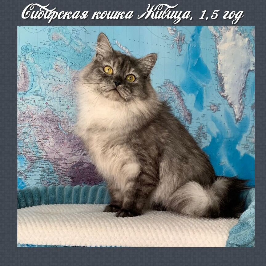 Кошка сибирская