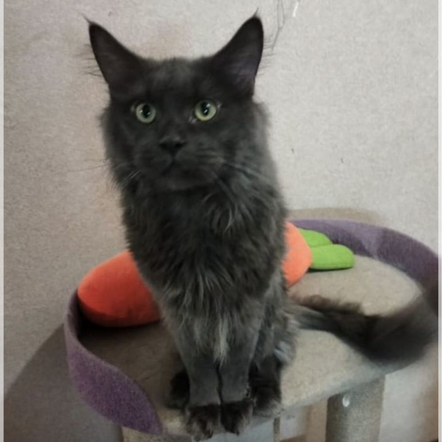 Мейн-кун, взрослый кот