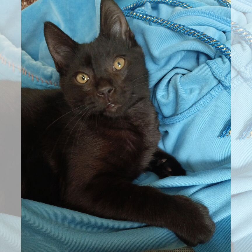 Котенок Космос