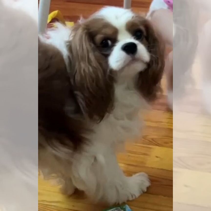 Кавалер кинг-чарльз-спаниель, взрослый пёс