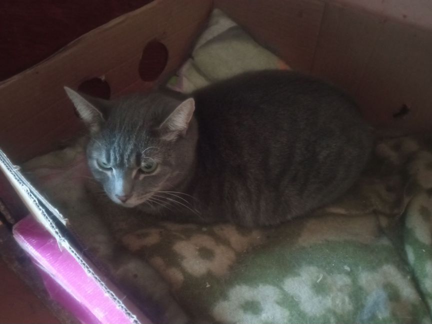 Кошка в добрые руки