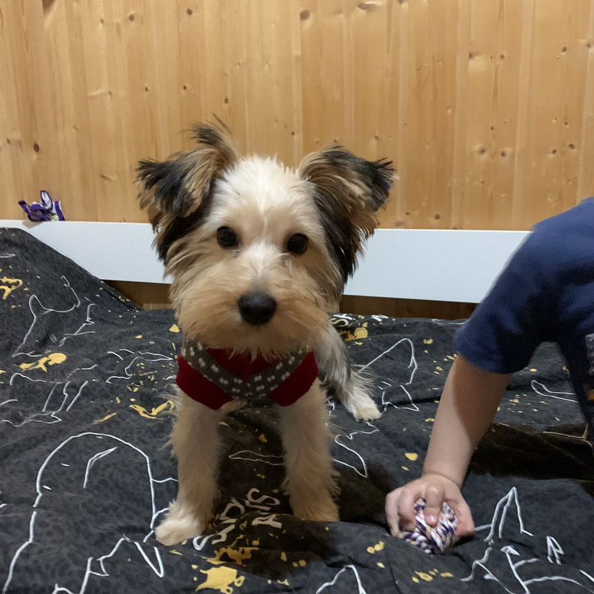 Йоркширский терьер, щенок