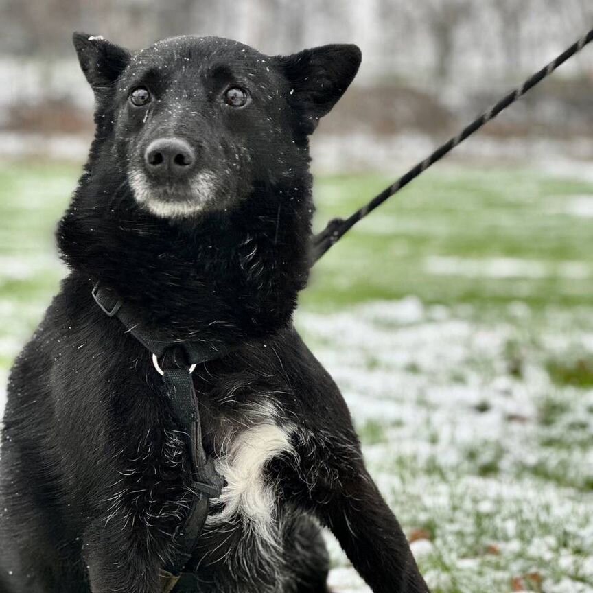 Тэффи с грустными глазами ищет дом