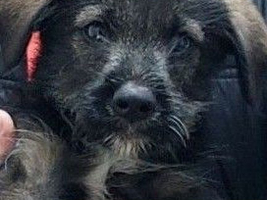Собака в добрые руки щенок мальчик