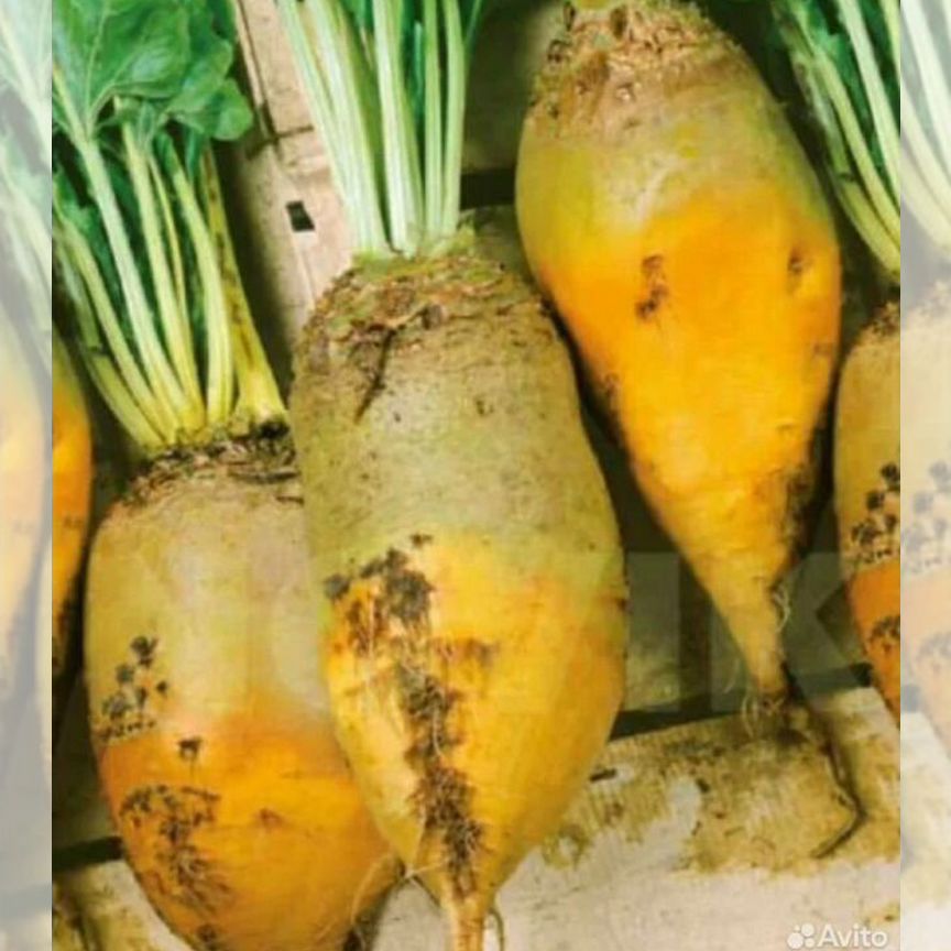 Свекла кормовая, крупная