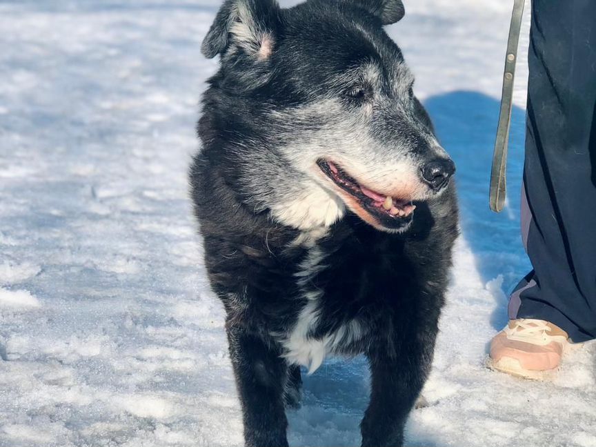 Остались без хозяйки