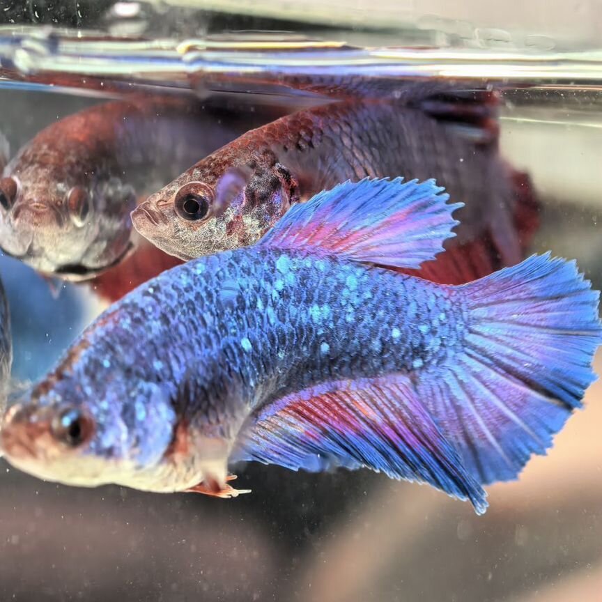 Betta самки / самки петушка, ассорти