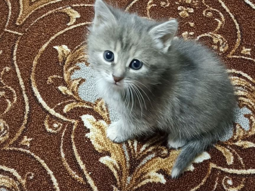 Кошка Маркиза