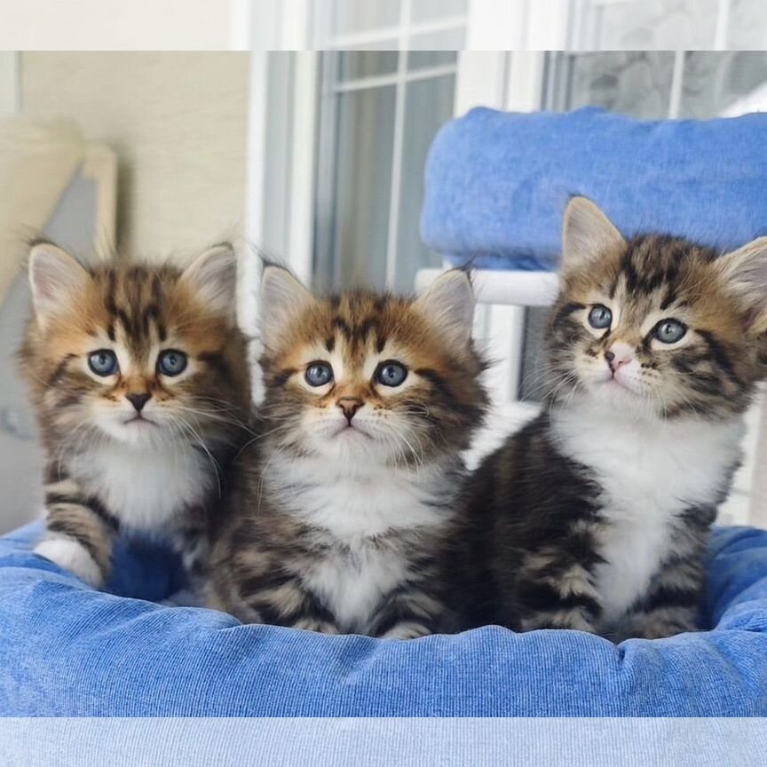 Умные и красивые котята