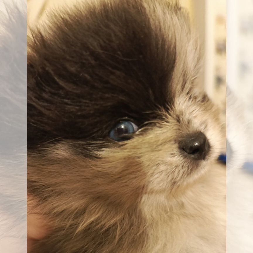 Померанский шпиц, щенок