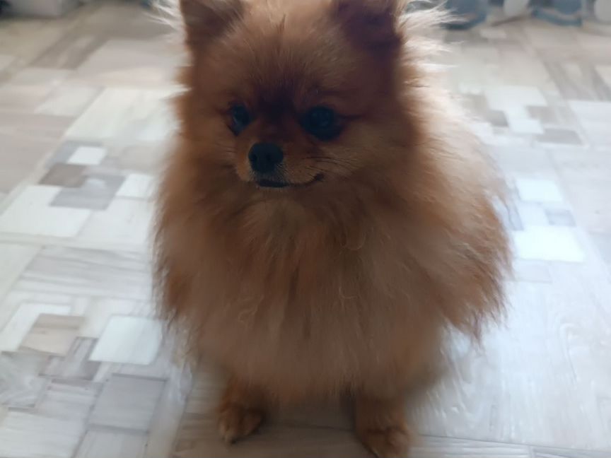 Померанский шпиц мини мальчик