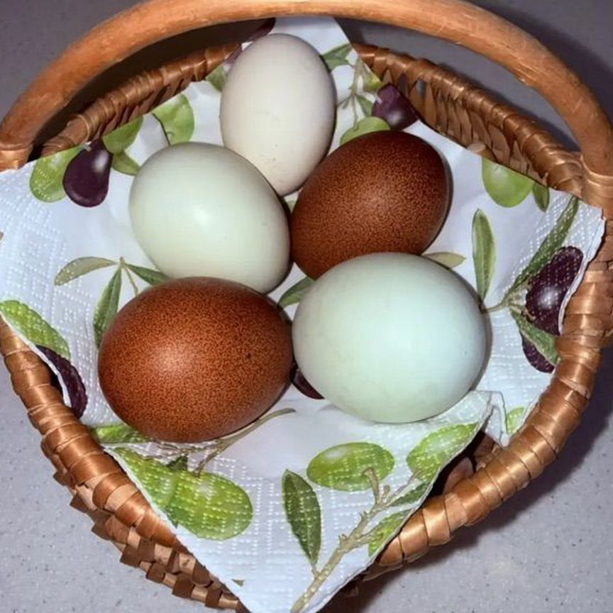 Инкубационное яйцо породистых кур