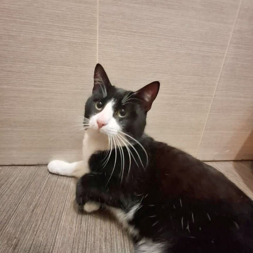 Ласковый и нежный котик в добрые руки