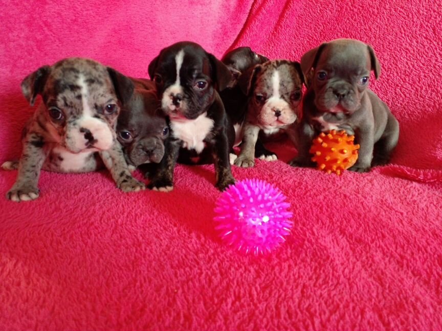 Французские Бульдожки